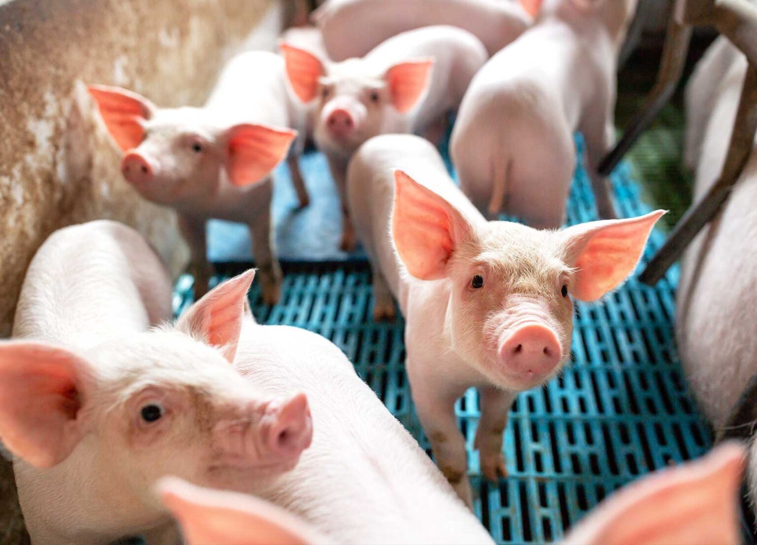 Maintaining standards in pig meat processing - BMPA