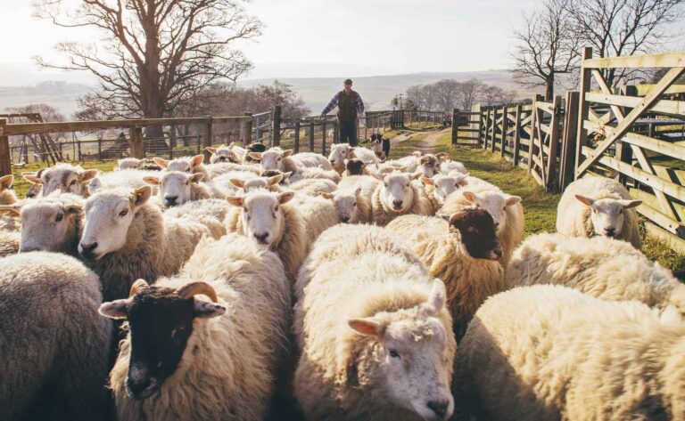 Wales must rethink livestock policy or risk economic fallout - BMPA